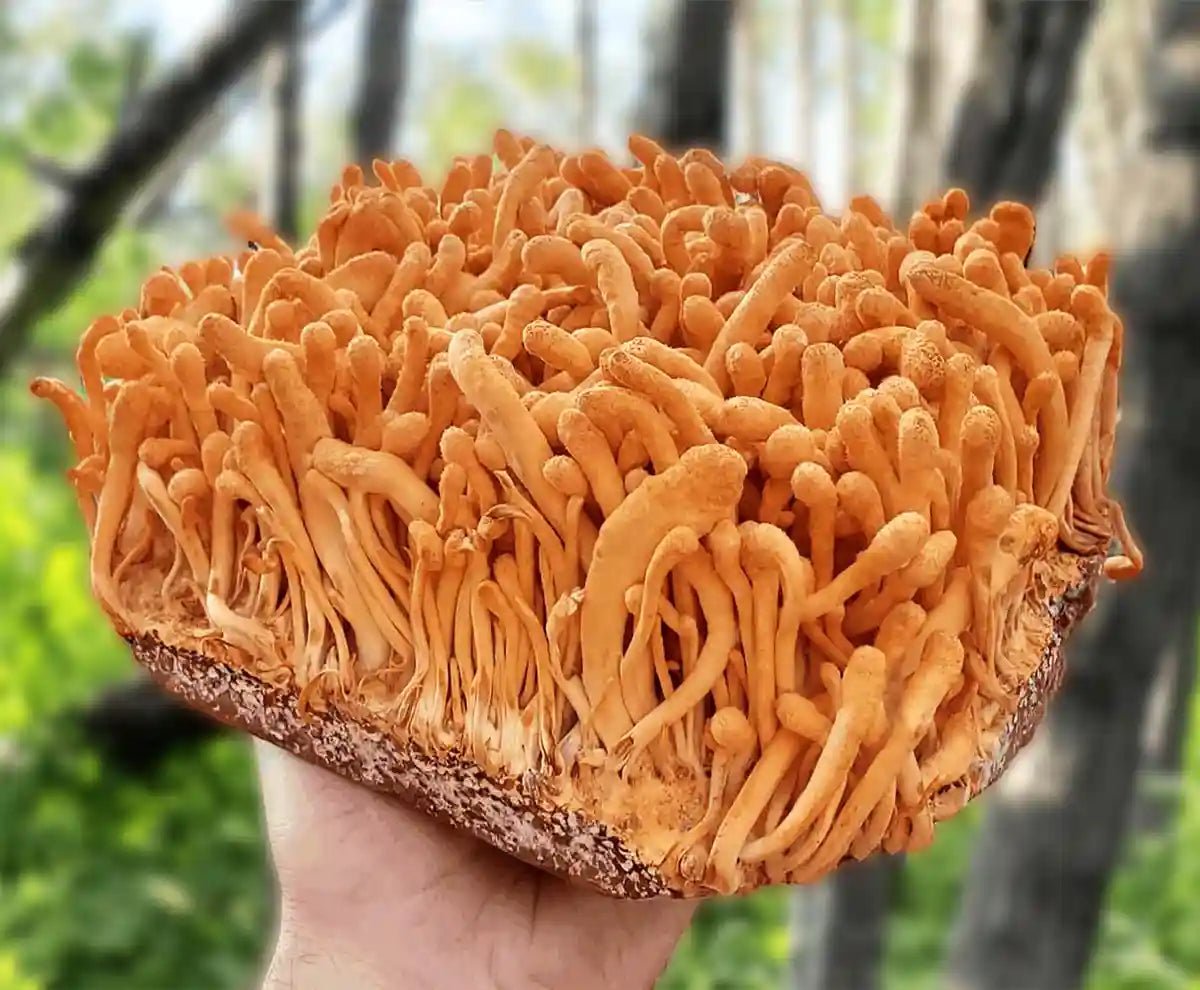 Cordyceps: el hongo milenario que cautiva a la ciencia moderna