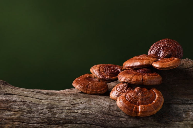 Hongo Reishi en Chile - Beneficios, usos y formatos | Mundo Fungi